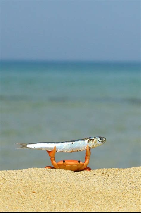 Top Memes De Pescado En Español Memedroid