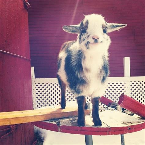 The Terrible Truth About Adorable Baby Goats
