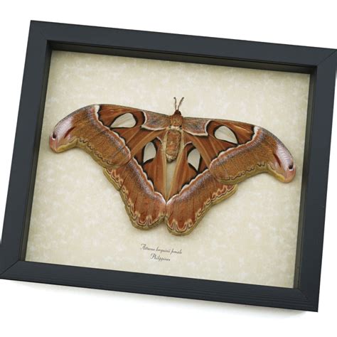 Attacus Lorquinii Female Resting Moth 7 Wingspan Snake Head