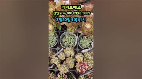 신안다육 창다육 밭떼기 특가가~자 군생 초대합니다 ♡ Youtube