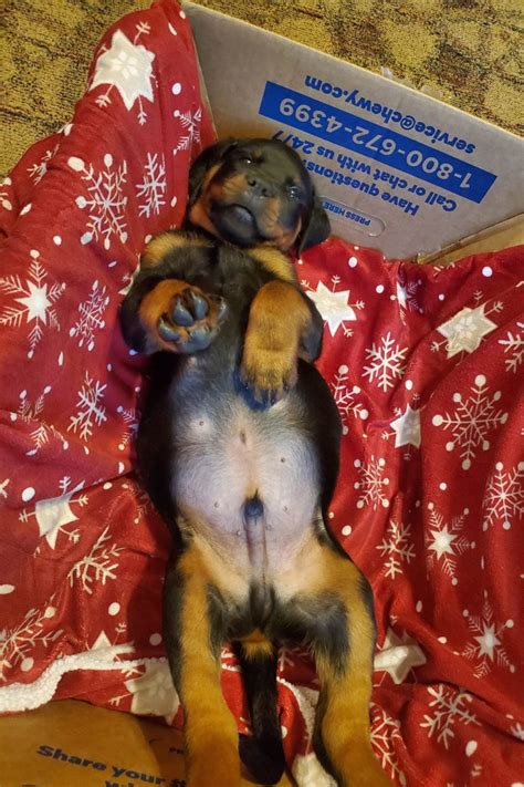 2infinity Rottweilers Llc