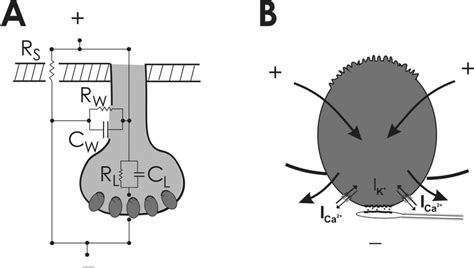 Schematic Drawing Of A Tuberous Electroreceptor Organ A And A Single