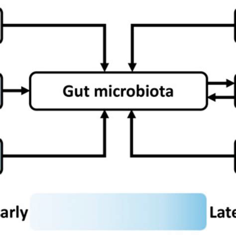 Schematic Diagram Summarizing The Prenatal And Postnatal Events Download Scientific Diagram