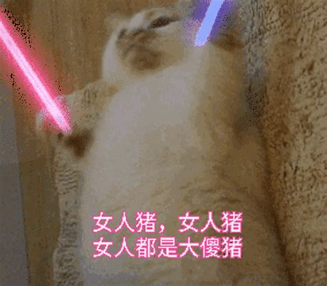 抖音猫拿荧光棒动态表情包大全