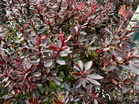 Hypericum X Inodorum Kolsan Floralberry Sangria St Johns Wort