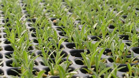 Upland White Goldenrod Solidago Ptarmicoides Six Pack Plugs Native