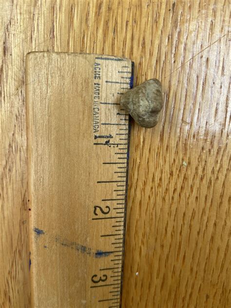 devonian fossil from arkona ontario r fossilid