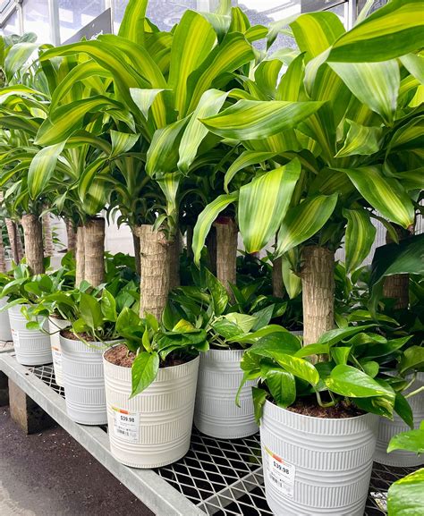 Corn Plant Care Guide Young House Love