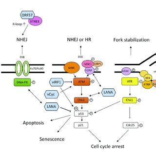Schematic Diagram Of DDR Pathways And The Interplay Between DDR And Download Scientific