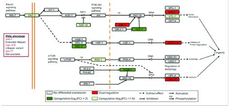 Longevity Regulating Pathway Genes Are Differentially Expressed Under