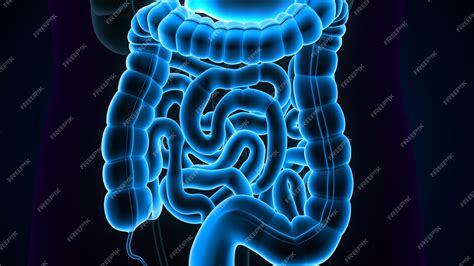 Premium Photo Large And Small Intestine 3d Illustration Human