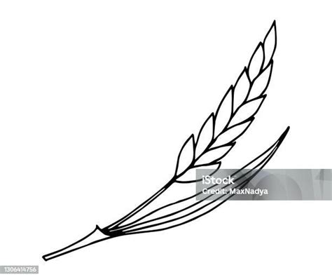 간단한 벡터 검정 윤곽선 도면입니다 흰 배경 시리얼에 고립 된 밀 귀 인쇄 로고 라벨 밀가루 제품 빵 페이스트리 낙서 드로잉에 대한 스톡 벡터 아트 및 기타 이미지 Istock