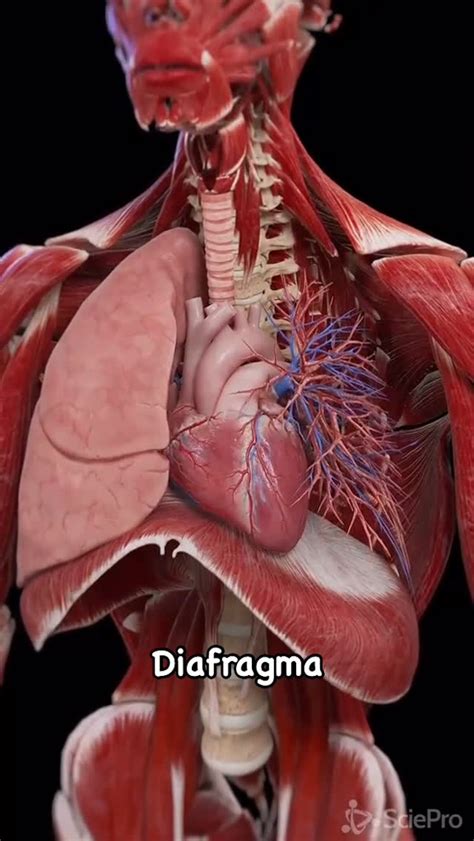 Cadaver Do Musculo Diafragma O Seu Diafragma Diz Muito Sobre A Sua