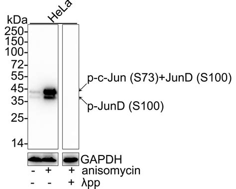 Phospho C Jun S73jund S100 Recombinant Rabbit Monoclonal Antibody