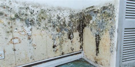 White Mold Vs Black Mold Key Differences And Removal Tips