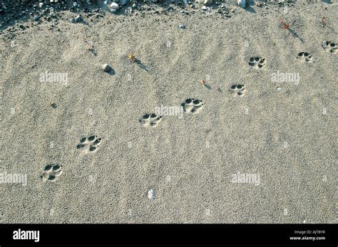 Timber Wolf Paw Print