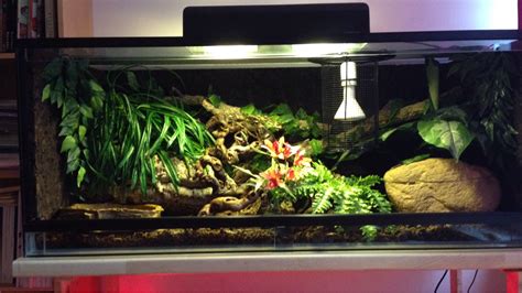 New Ball Python Setup