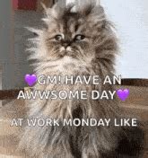 Good Morning Cat Meme S Tenor