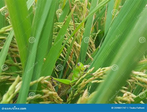 The Grasshopper Hides Between The Leaves And The Grains Of Rice Stock