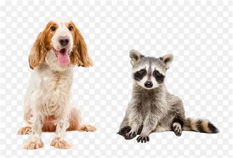 小狗和狸猫png图片素材下载图片编号yrlzmmzy 免抠素材网