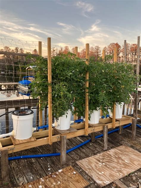 Outdoor Hydroponic Tomatoes