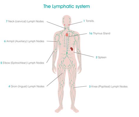 Reflexology For Lymph Nodes