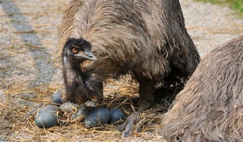 How To Tell If An Emu Egg Is Fertile The Hip Chick
