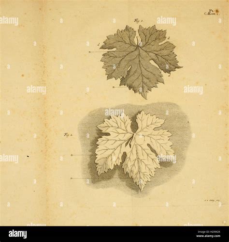 A Study On The Function And Uses Of Leaves In Plants Exploring Their