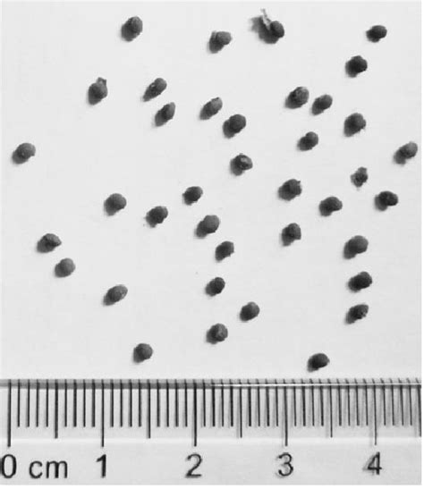 构树 江西野生中草药种子图