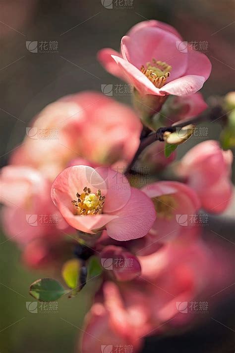 盛开的榅桲树素材 花瓣网