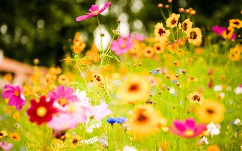 51 Flowerlandscape Wallpaper Ideas Flower Landscape Landscape