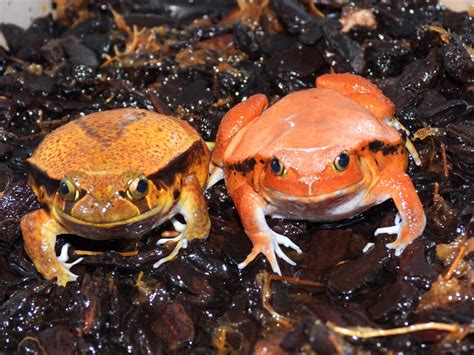 Captive Breeding Tomato Frogs Dyscophus Sp Ek Magazine