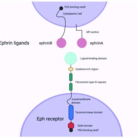 The General Structure Of The Eph Receptors And Ephrin Ligands Both The