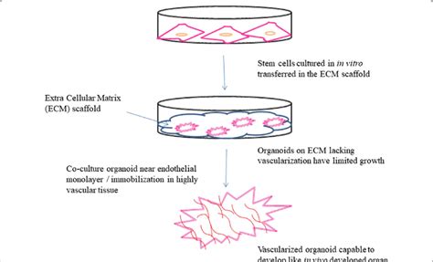 Vascularized Organoid Development From Stem Cells On The Extracellular Download Scientific