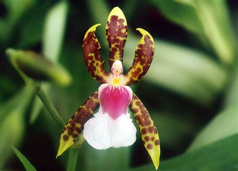 Top 10 Most Beautiful Orchids In The World The Mysterious World