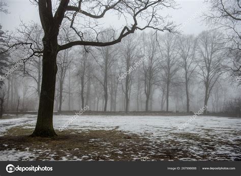 Naked Tree Trunks In Misty Day In Park Stock Photo By Martinsvanags