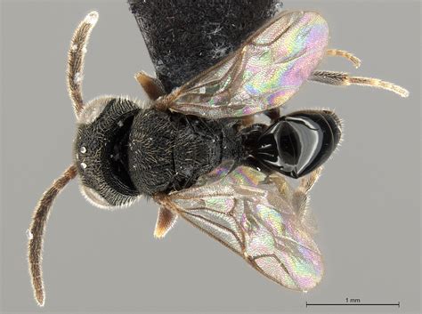 Bocchus Parkeri Waspweb