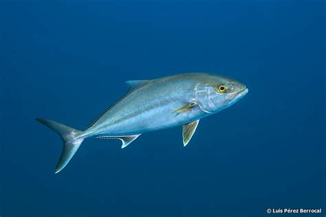 Amberjack Fish In Tamil