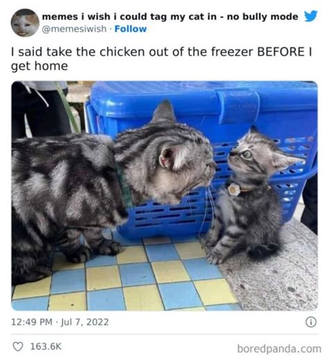 18 Funny Memes About Cats That Fans Would Love To Tag Their Fuzzy Cat