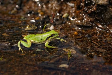 Pacific Tree Frog Pseudacris Regilla In A Small Puddle Of Water Stock