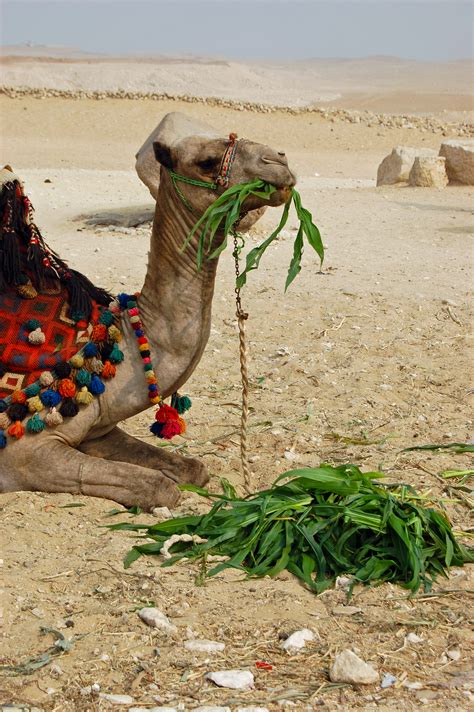 Camel Eating Grass