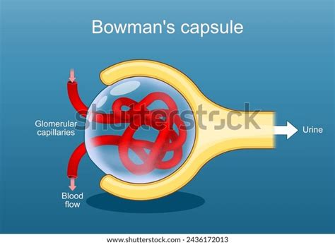 Nephron Structure Urine Formation Cross Section Stock Vector Royalty