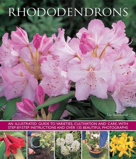 Rhododendrons An Illustrated Guide To Varieties Cultivation And Care