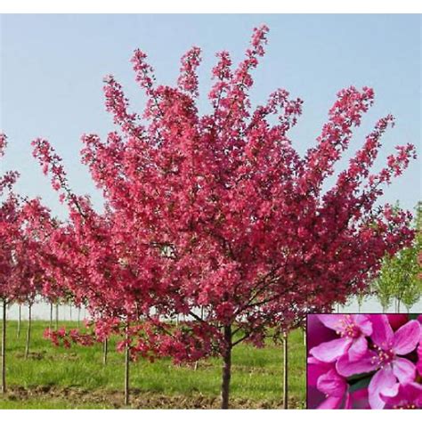 Prairie Fire Crab Apple Malus Prairiefire Tree 30 Seeds — 🛍️ The