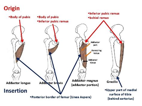 Anterior Medial Compartments Of Thigh Dr Ahmed Fathalla