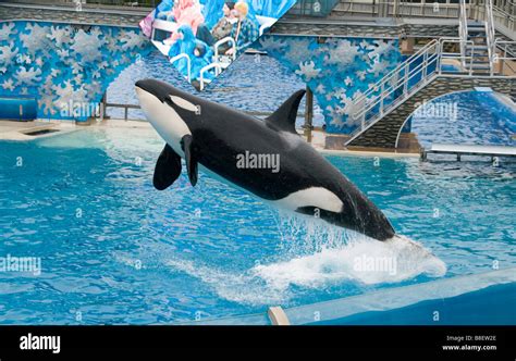 Seaworld San Diego Killer Whales At Allyson Byerly Blog