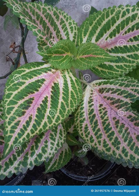 Miana Plants Are One Of The Most Popular Types Of Ornamental Plants