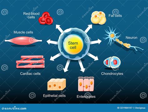 Stem Cells Differentiation Stock Vector Illustration Of Totipotent