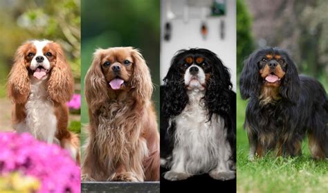 Colors Of Cavalier King Charles Spaniels Explained