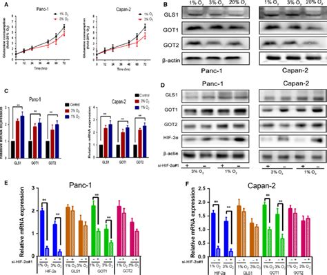 Prolonged Hypoxia Increases Glutamine Metabolism In Pdac Cells And